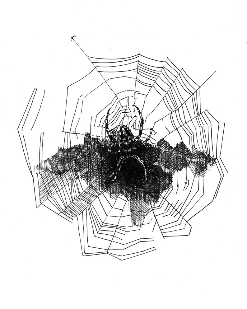 Orb Weaver Spider | Animal Drawing Wall Art | Art of Zoo | Animal Art ...