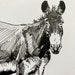Mule | Animal Drawing Wall Art | Art of Zoo | Animal Art Print ...