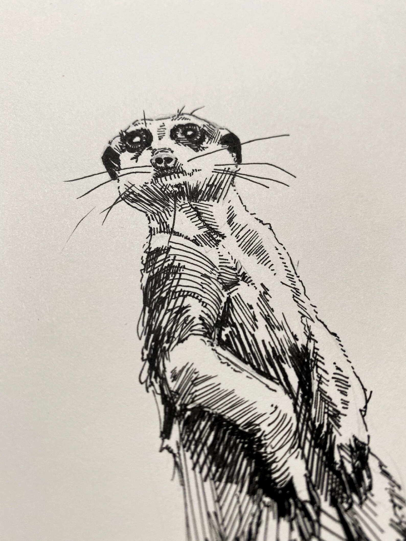 Meerkat | Animal Drawing Wall Art | Art of Zoo | Animal Art Print ...
