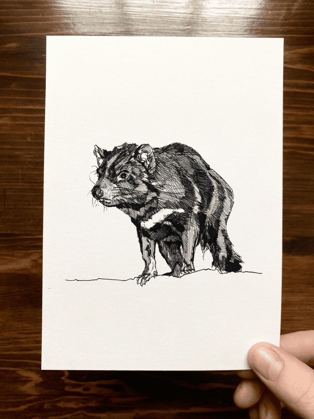 Tasmanian Devil | Animal Drawing Wall Art | Art of Zoo | Animal Art ...