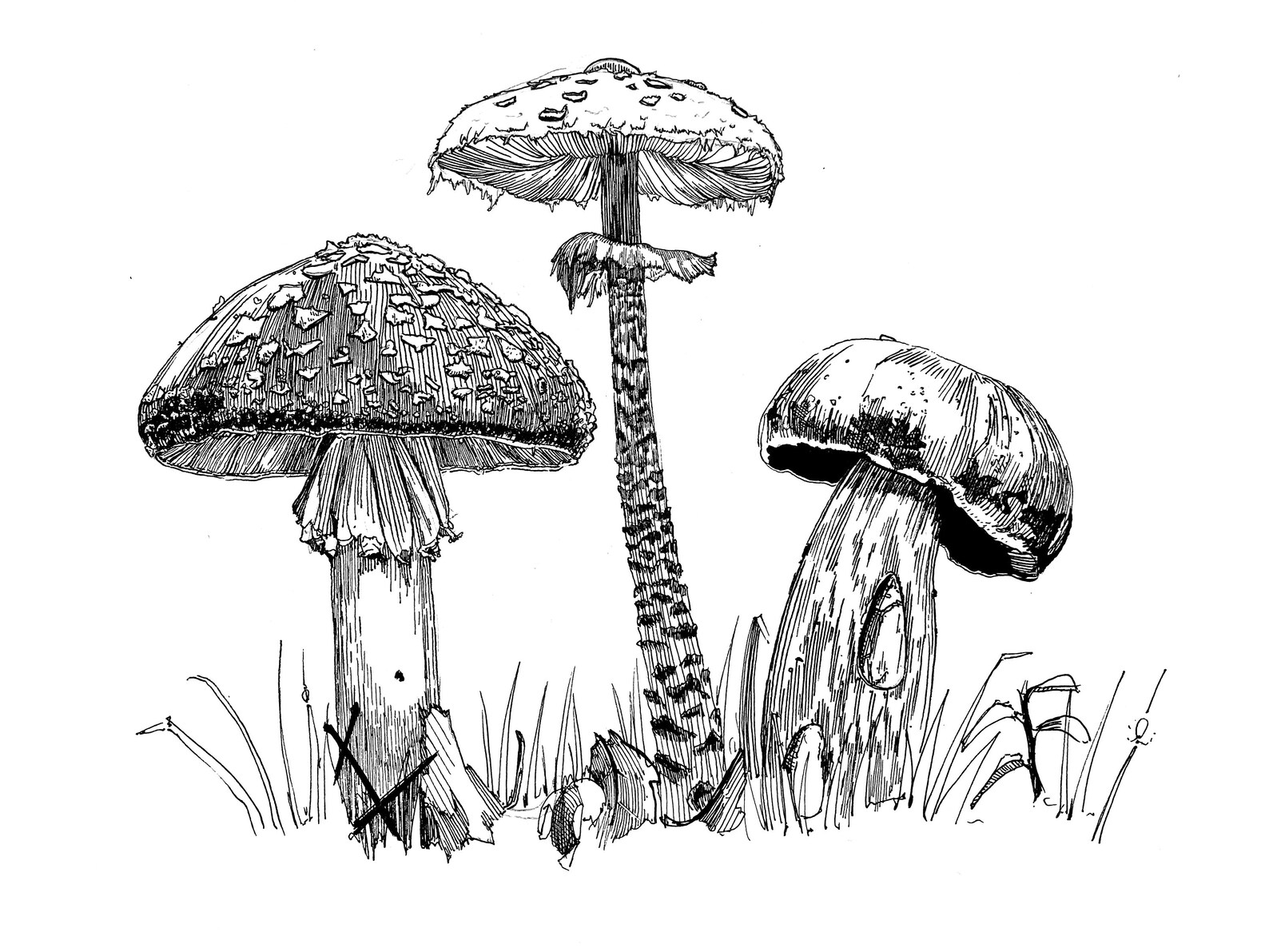 Mushroom Trio Fine Art Print Mushrooms Illustration Mushrooms Ink ...