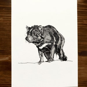 Tasmanian Devil | Animal Drawing Wall Art | Art of Zoo | Animal Art ...