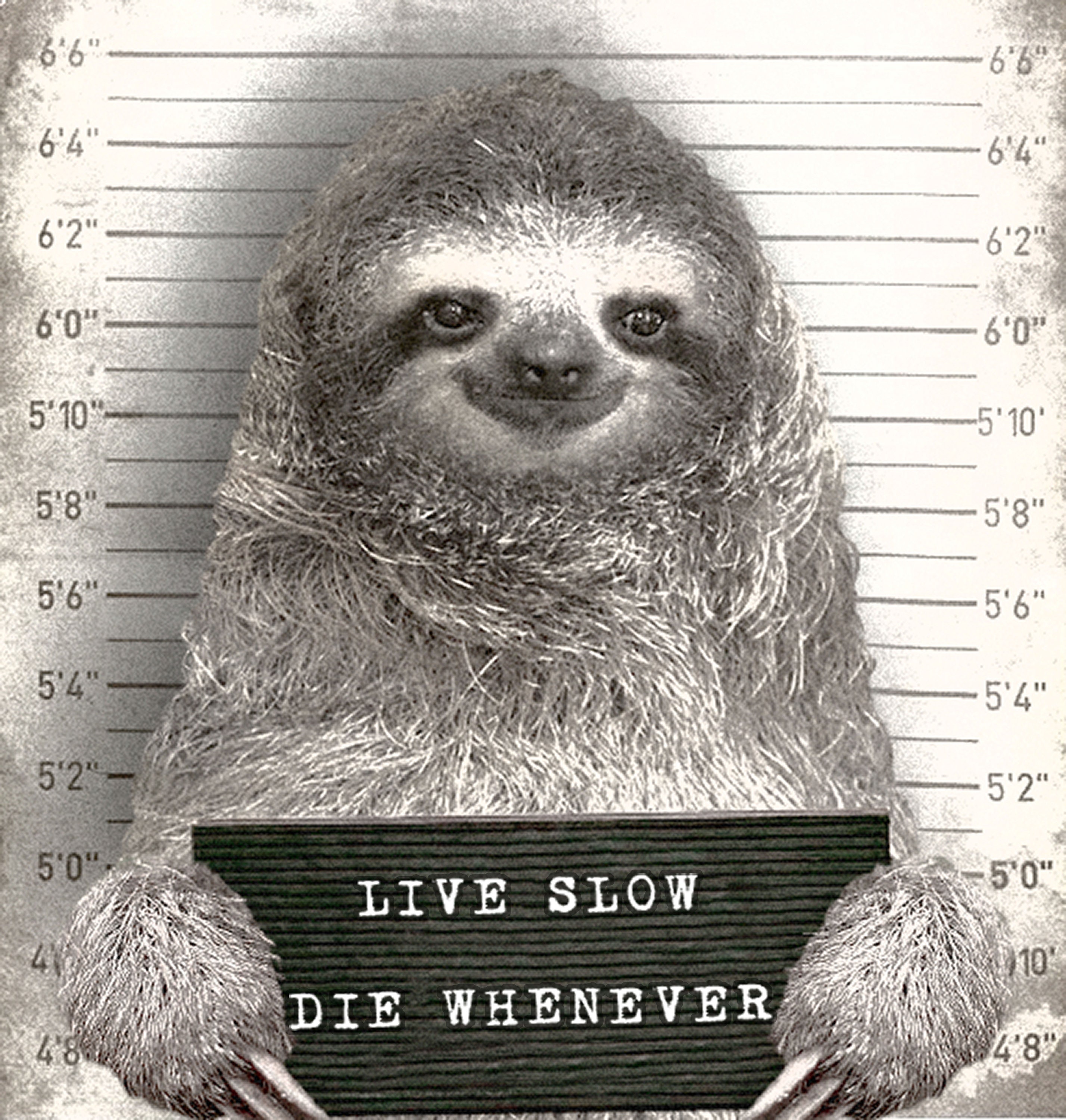 Mugshot Sloth Print / Home Decor / Wall Art / Poster / Gift / Birthday ...