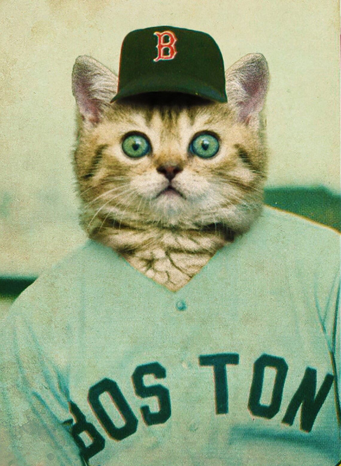 Boston Red Sox Baseball Cat Print / Home Decor / Wall Art / | Etsy