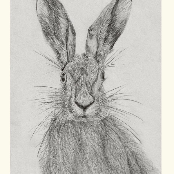 Hare Drawing - Etsy UK