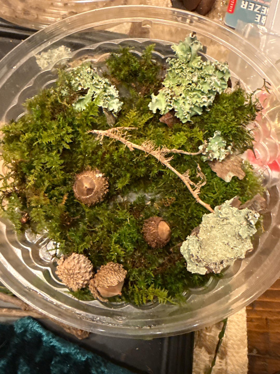 Foraged Moss Mix, Natural Terrarium Supplies - Etsy