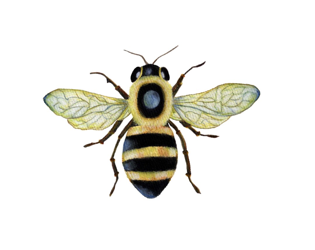 Bumble Bee Watercolor Art | Downloadable Digital Artist Wall Prints - Etsy