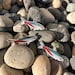 Neon Tetra Enamel Pin - Etsy