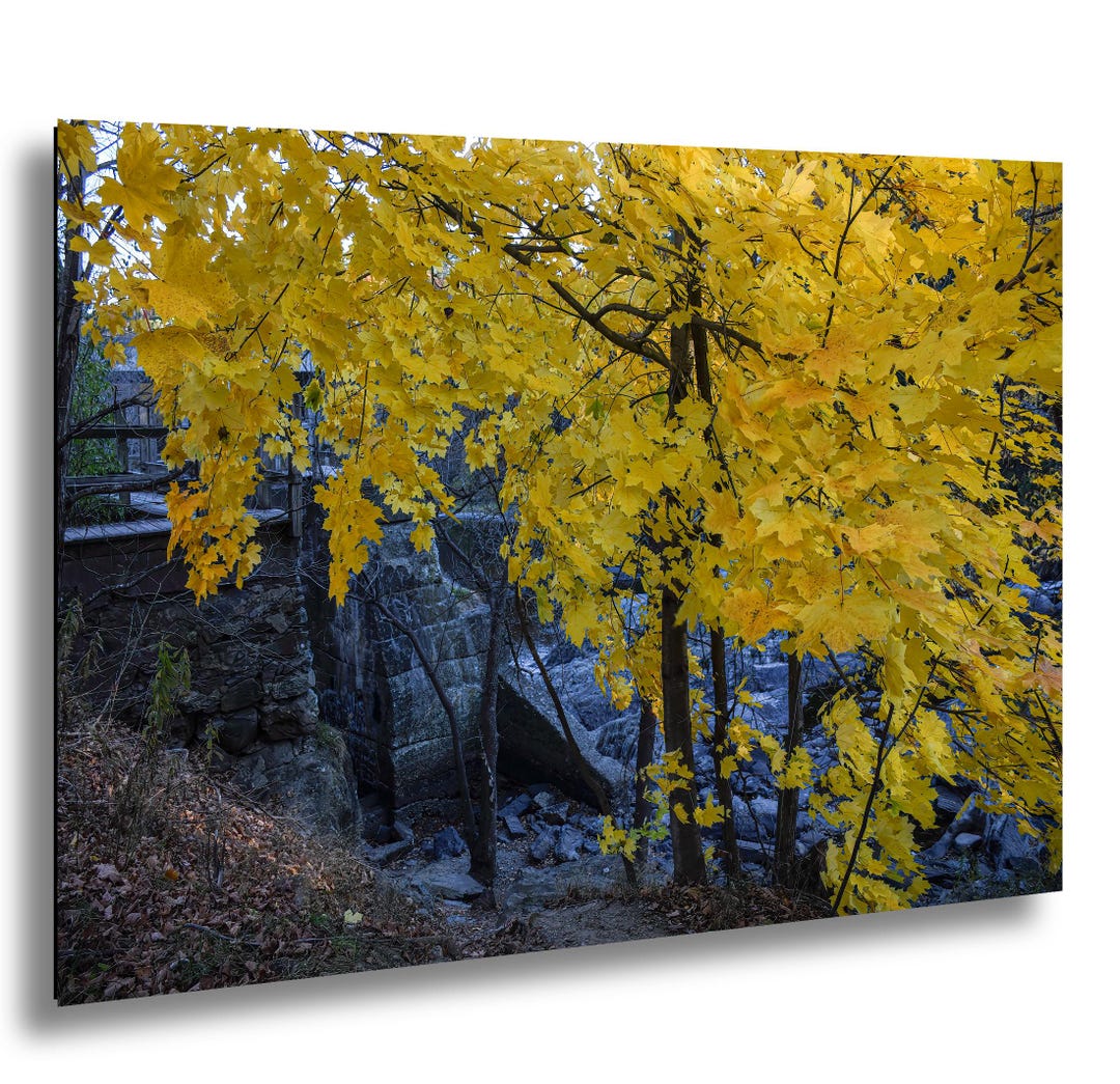 Maine, Fall Color Along Kendeaskug Stream Print: Yellow Silver Maple - Etsy
