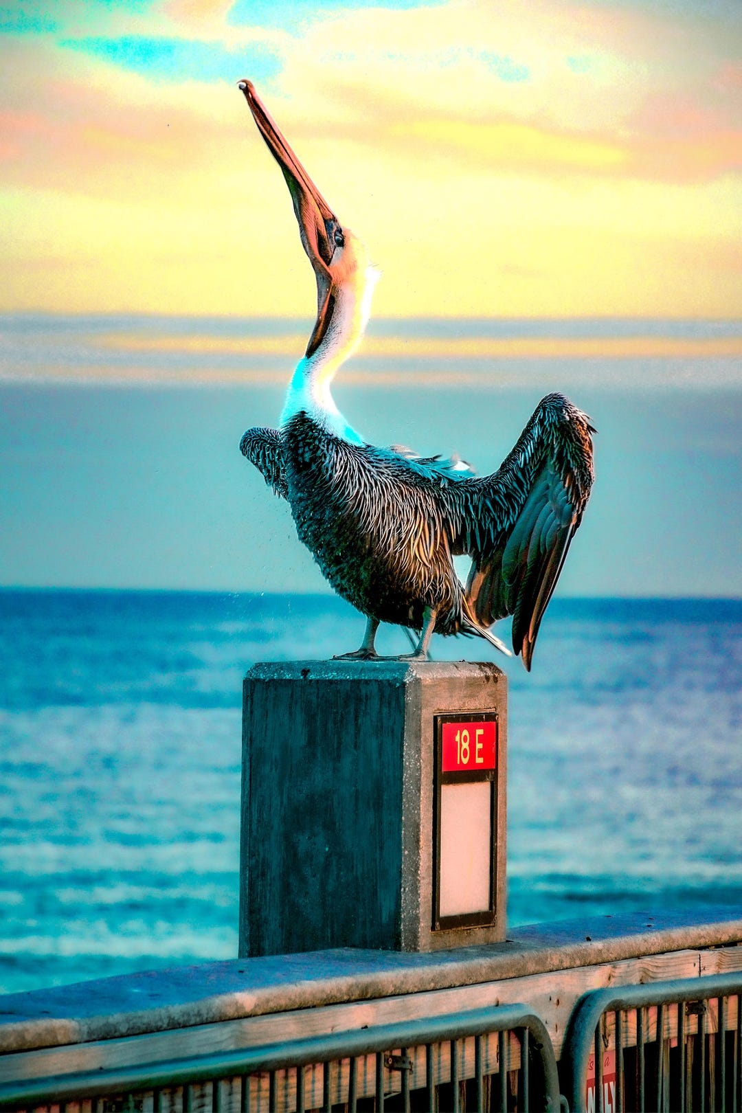 Florida, Brown Pelican, Sunset, Pensacola Beach Pier, Pelican Sitting ...