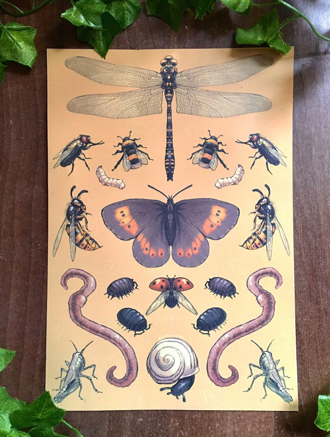 Original Insect Illustration Prints - Etsy