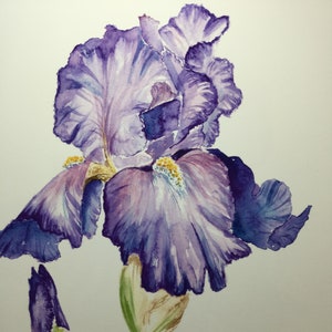Watercolor Purple Iris 2 - Etsy