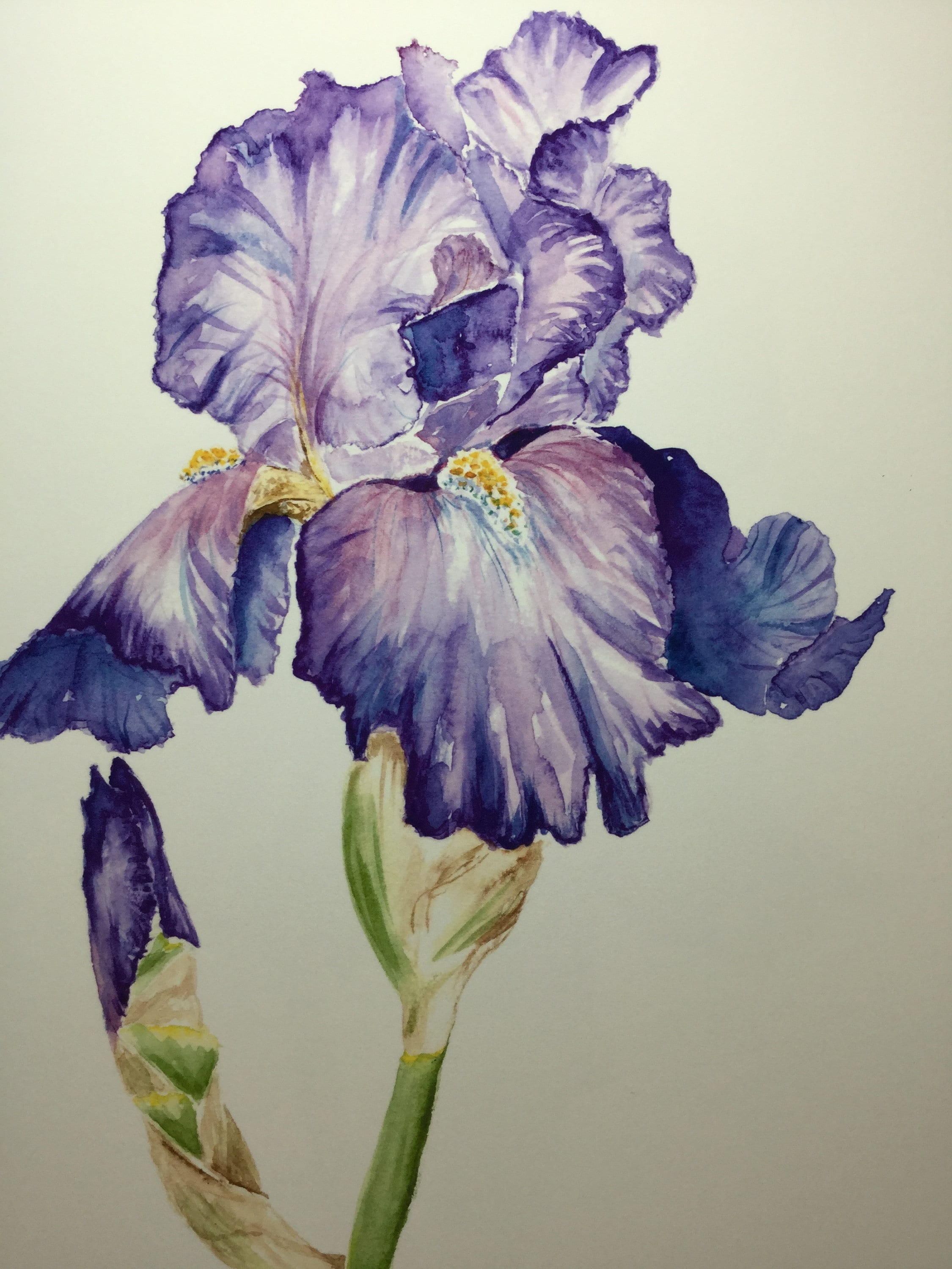 Watercolor Purple Iris 2 - Etsy