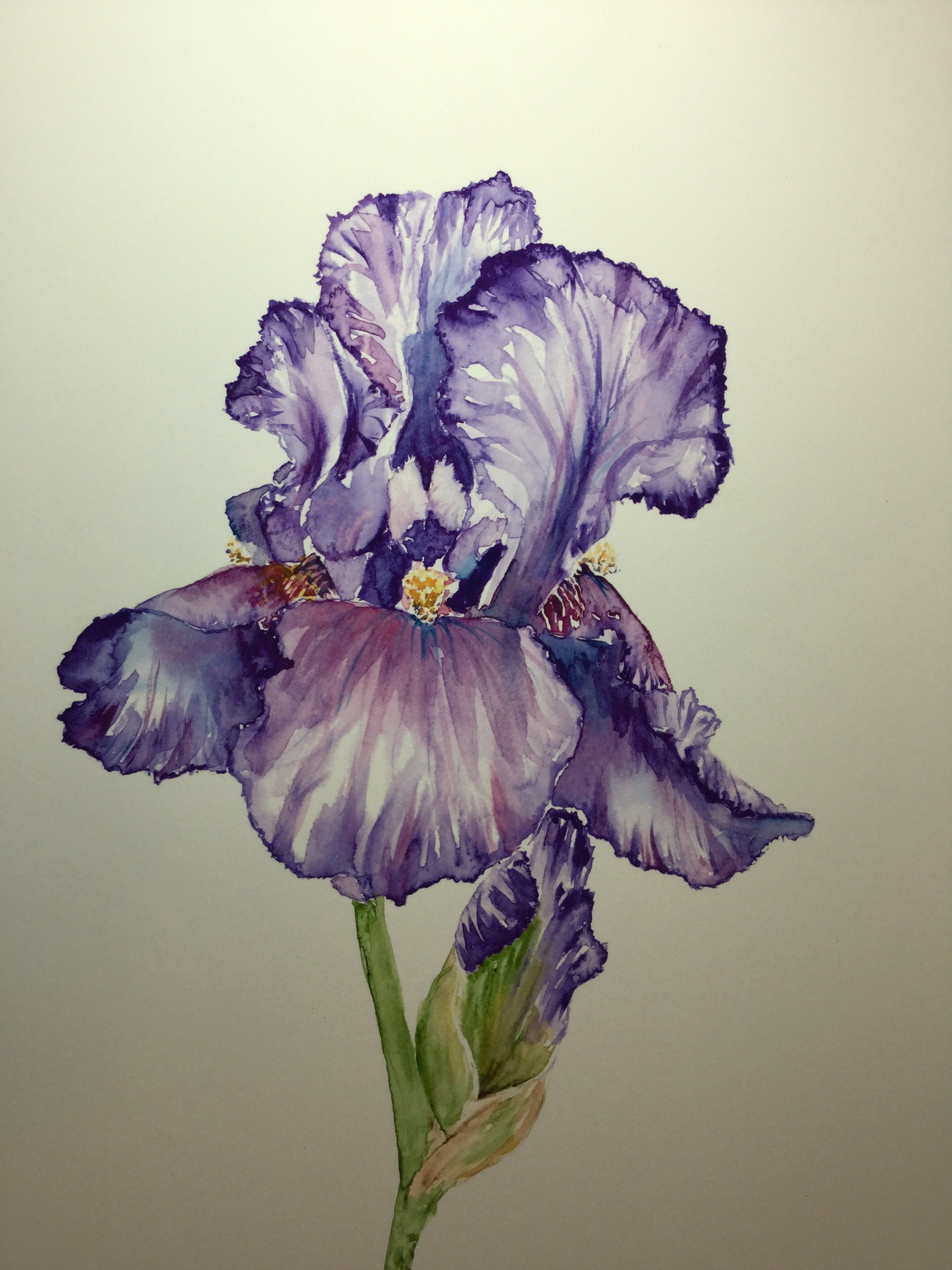 Watercolor Purple Iris 1 - Etsy