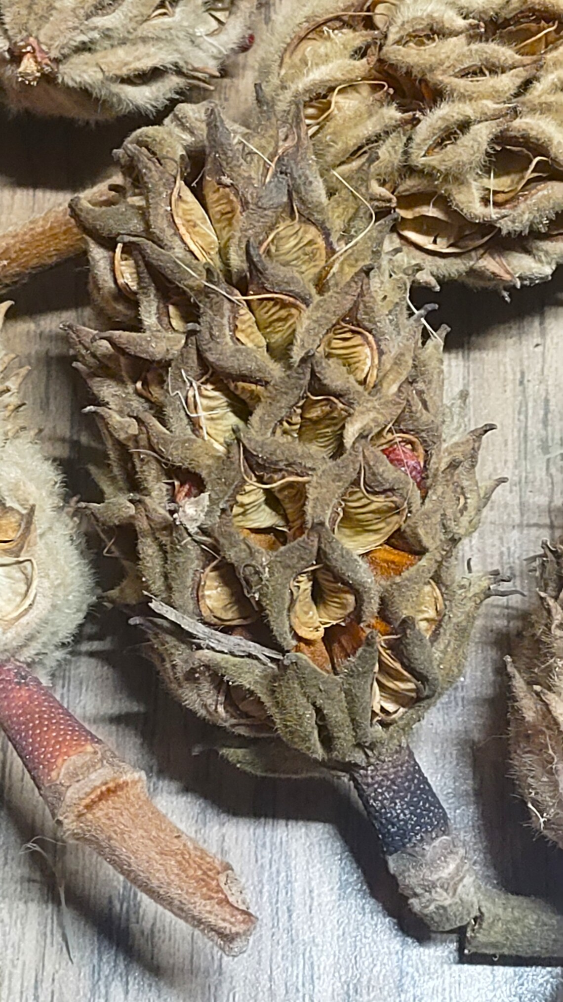 Isopod Hides Magnolia Pods - Etsy