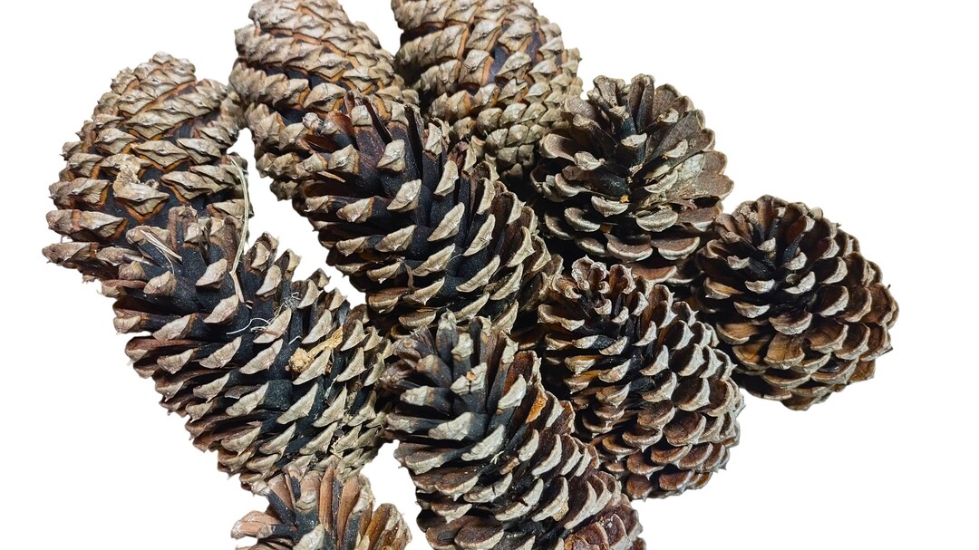Isopod Hides - Pine Cones for Pods - Etsy
