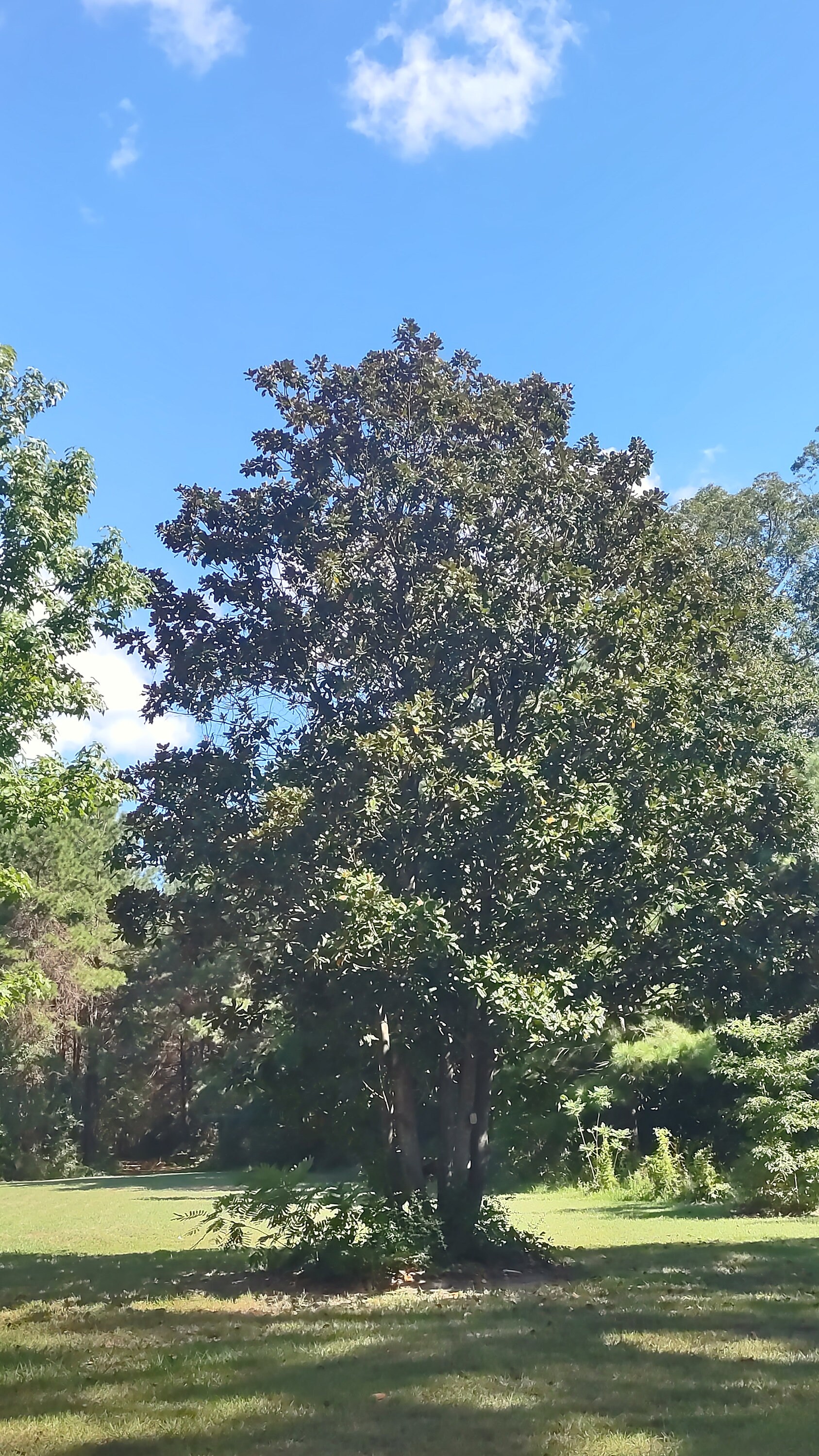 Isopod Hides Magnolia Pods - Etsy