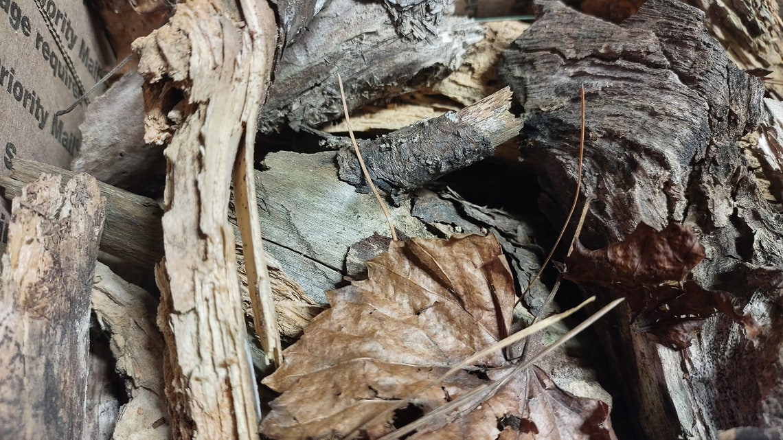 Isopod Supplement - Box O' Rot - Etsy