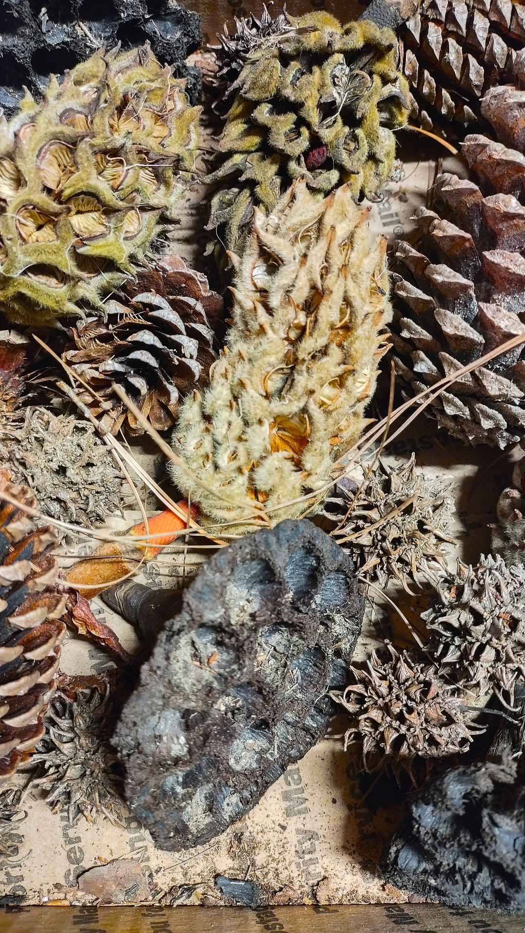 Isopod Hides - Pods for Pods - Etsy