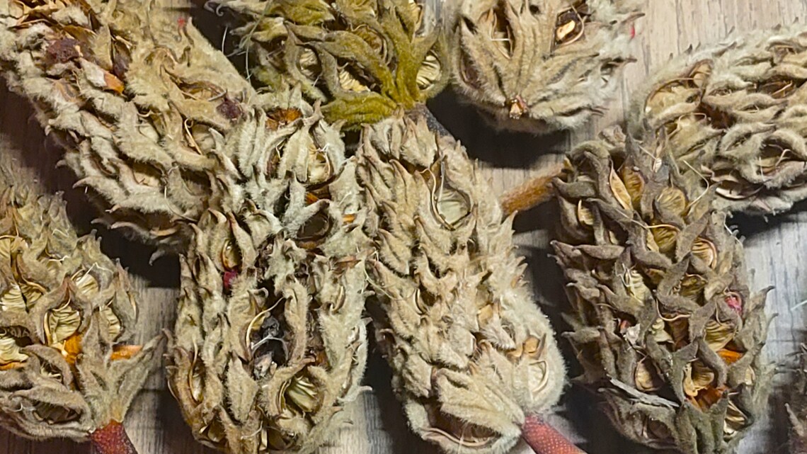 Isopod Hides Magnolia Pods - Etsy