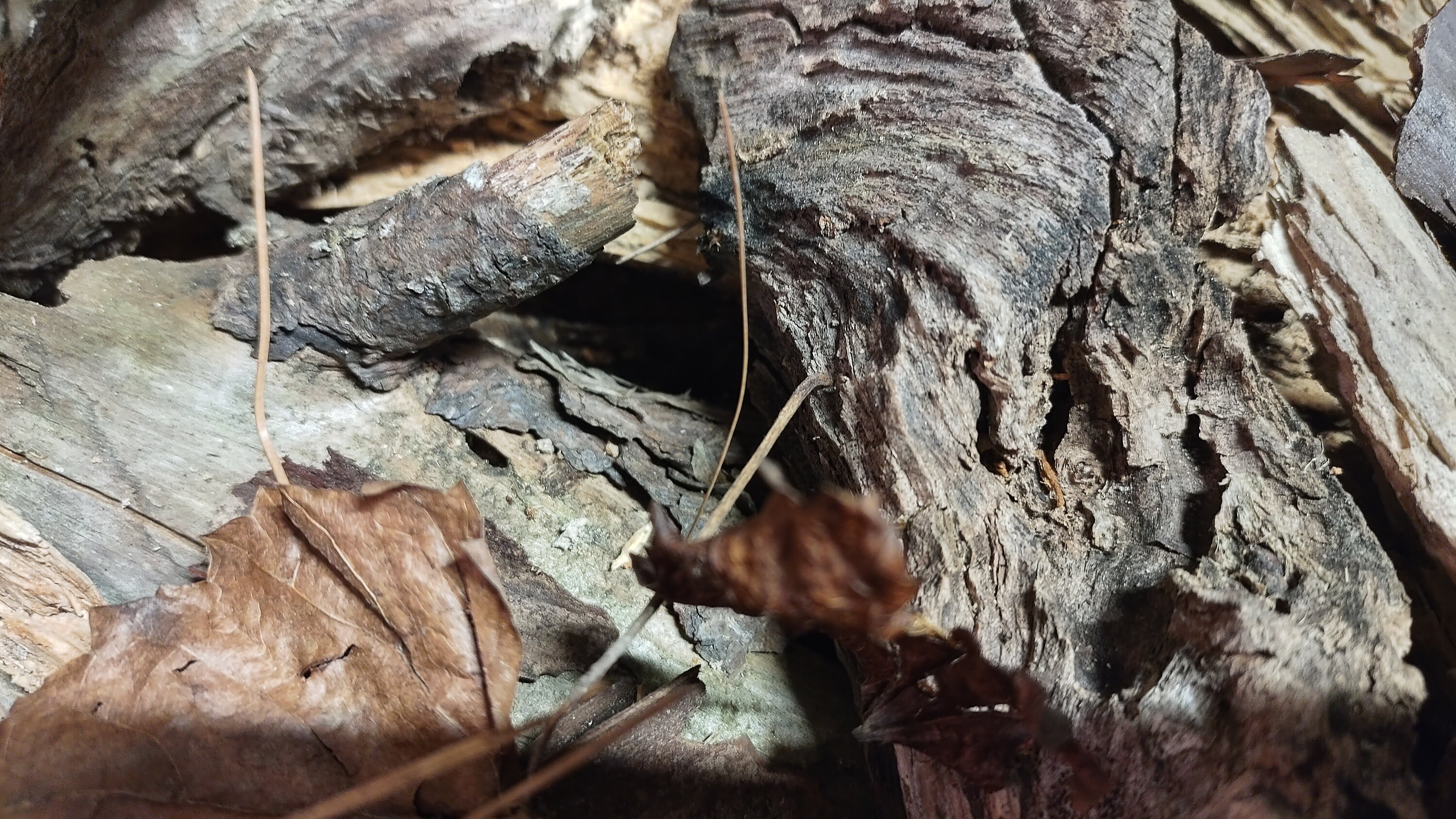 Isopod Supplement - Box O' Rot - Etsy