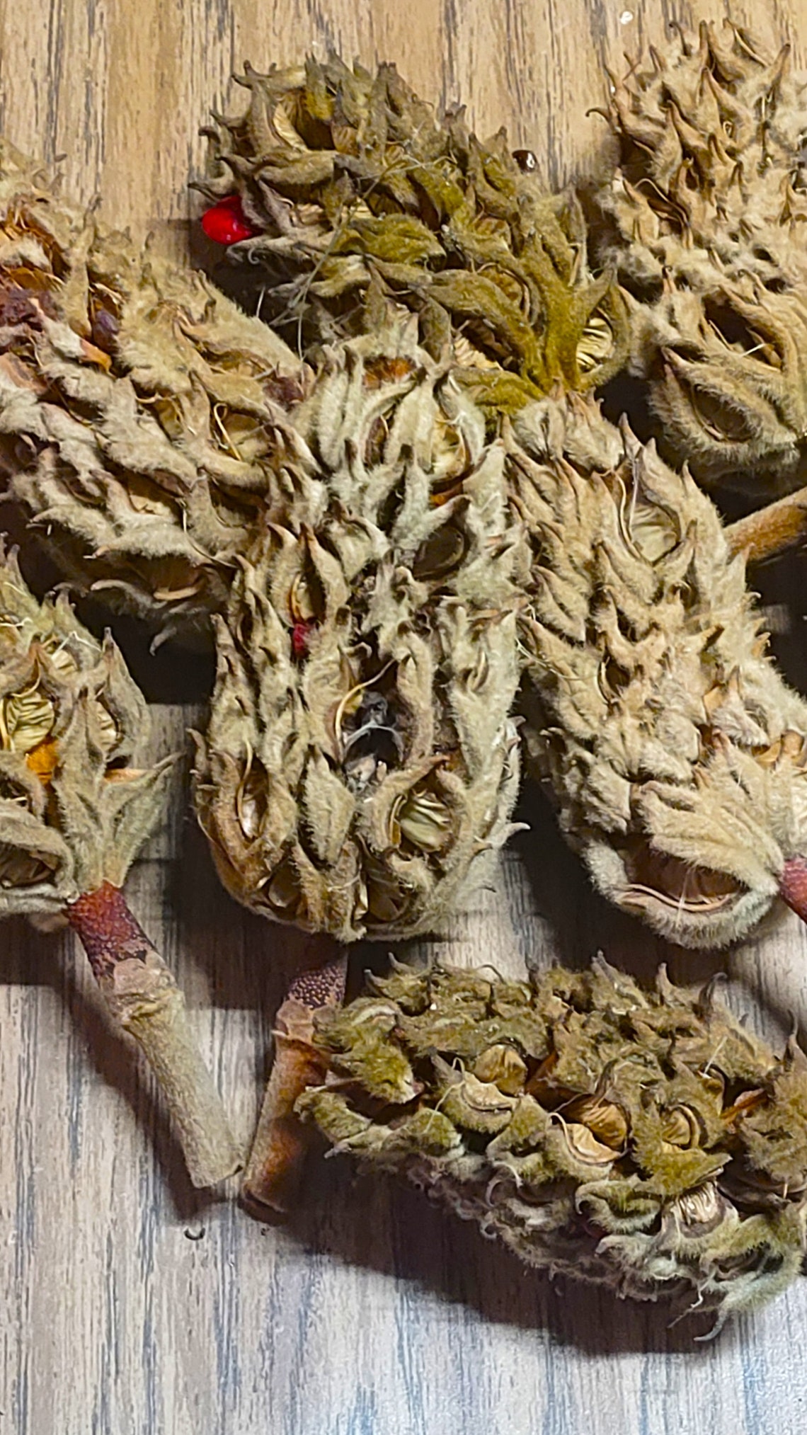 Isopod Hides Magnolia Pods - Etsy