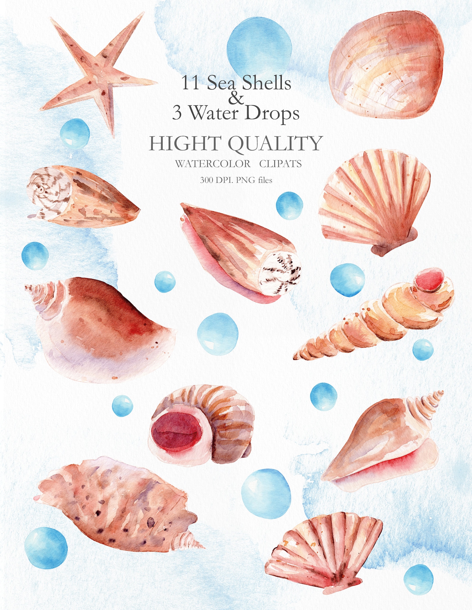 Watercolor Seashell Clip Art Summer Sea Shells Clipart Hand - Etsy