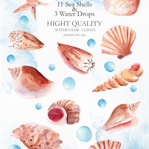 Watercolor Seashell Clip Art, Summer Sea Shells Clipart, Hand Painted ...