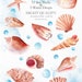 Watercolor Seashell Clip Art, Summer Sea Shells Clipart, Hand Painted ...