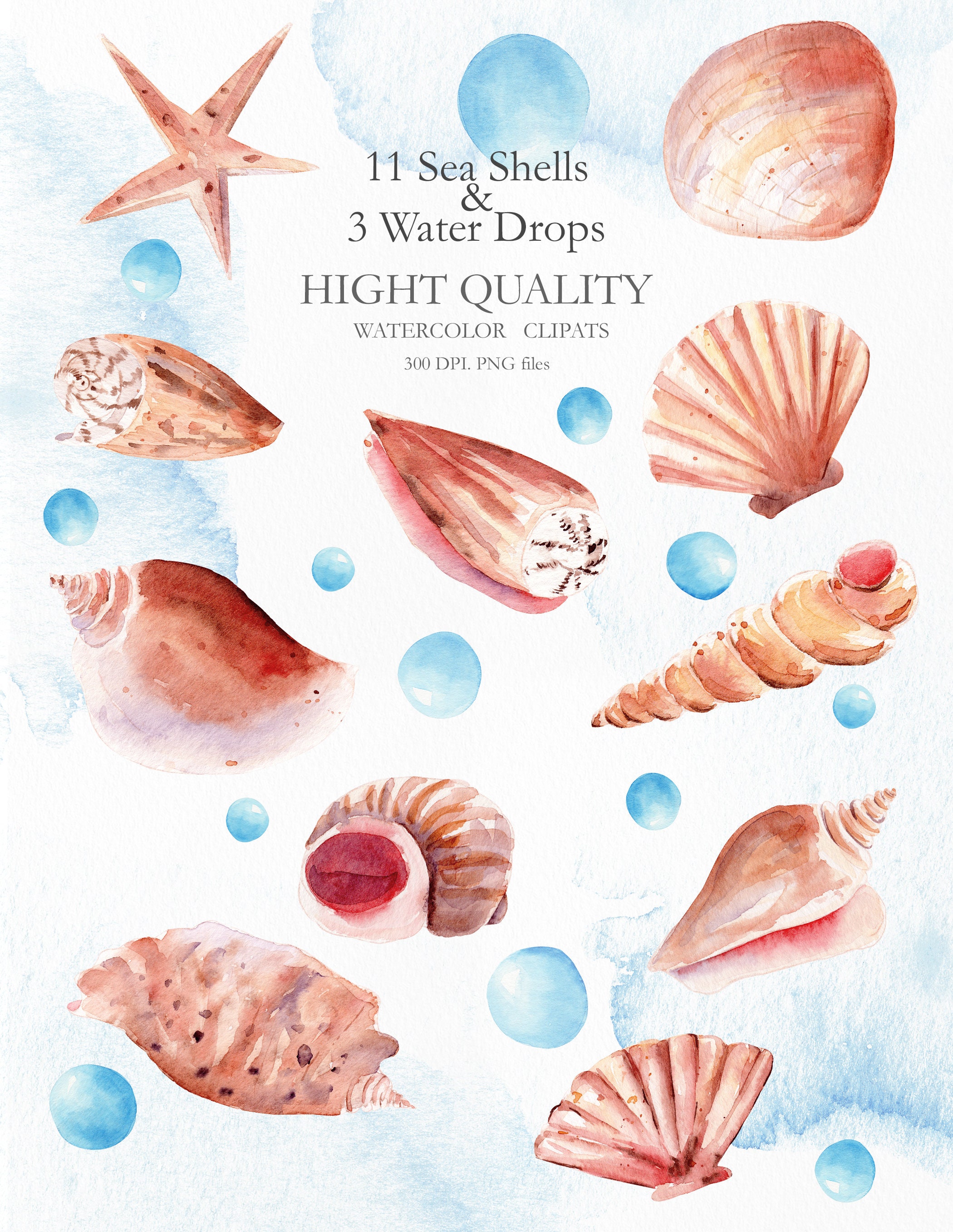 Watercolor Seashell Clip Art Summer Sea Shells Clipart Hand - Etsy