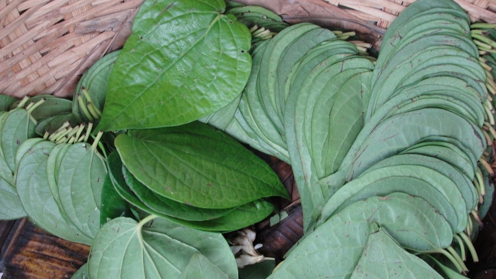 100g Certified Organic Betel Leaf Powder Piperaceae Family or | Etsy