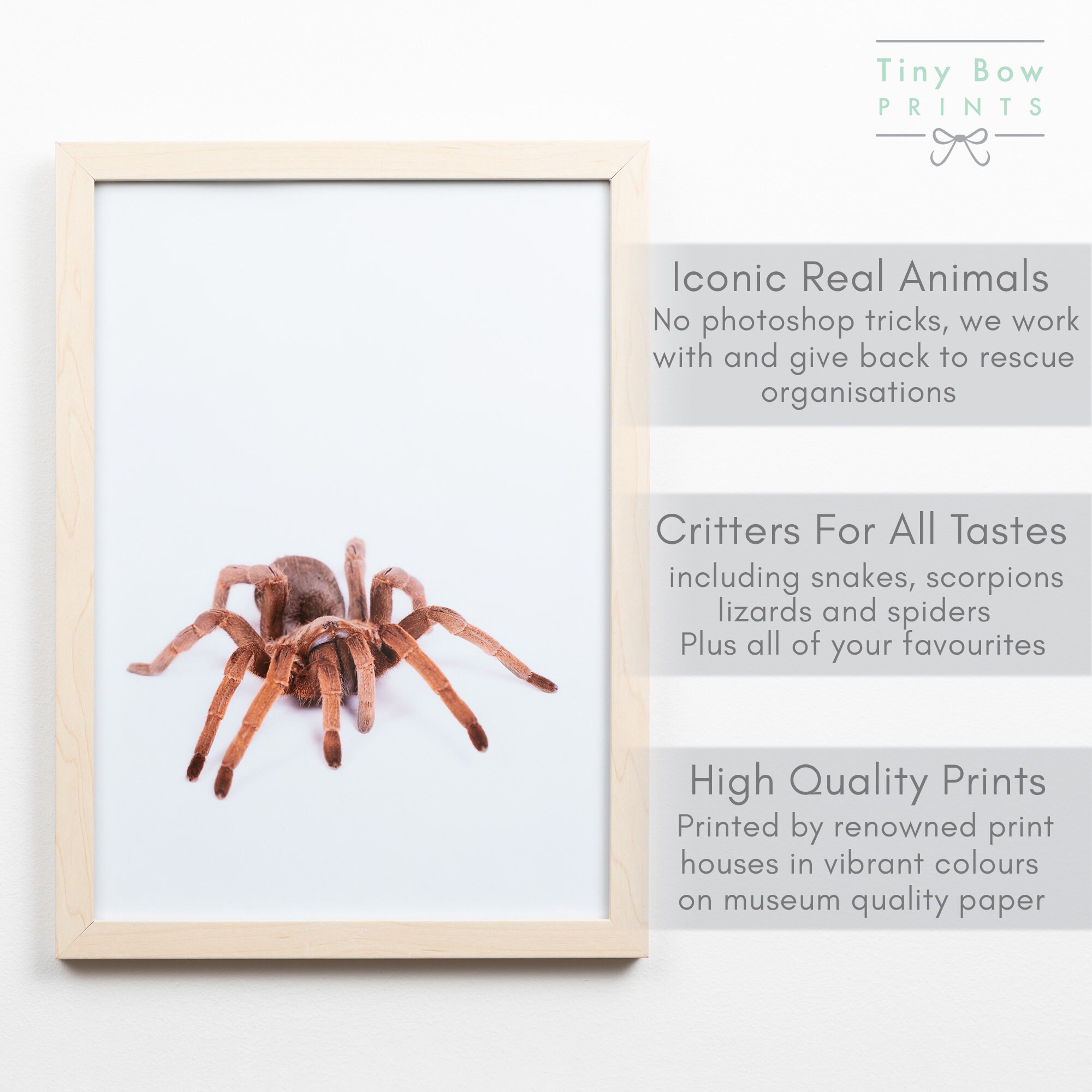 Tarantula Print Spider Photo Kids Wall Art Printed and - Etsy