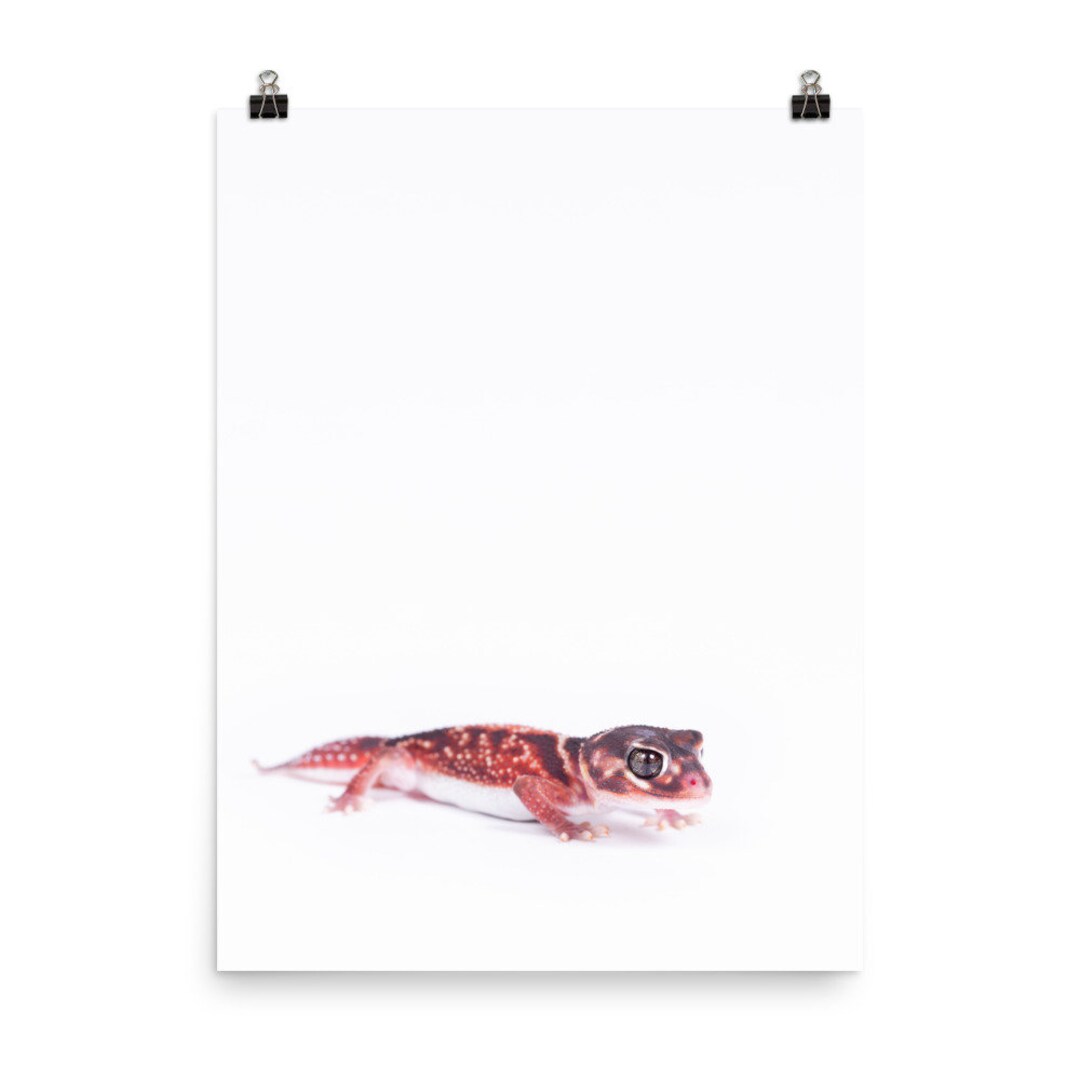 Gecko Poster, Lizard, Australian Animals, Kids Room Art, Printed and ...