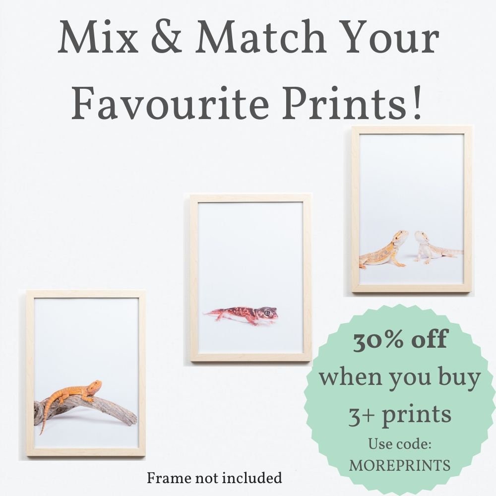 Gecko Poster, Lizard, Australian Animals, Kids Room Art, Printed and ...