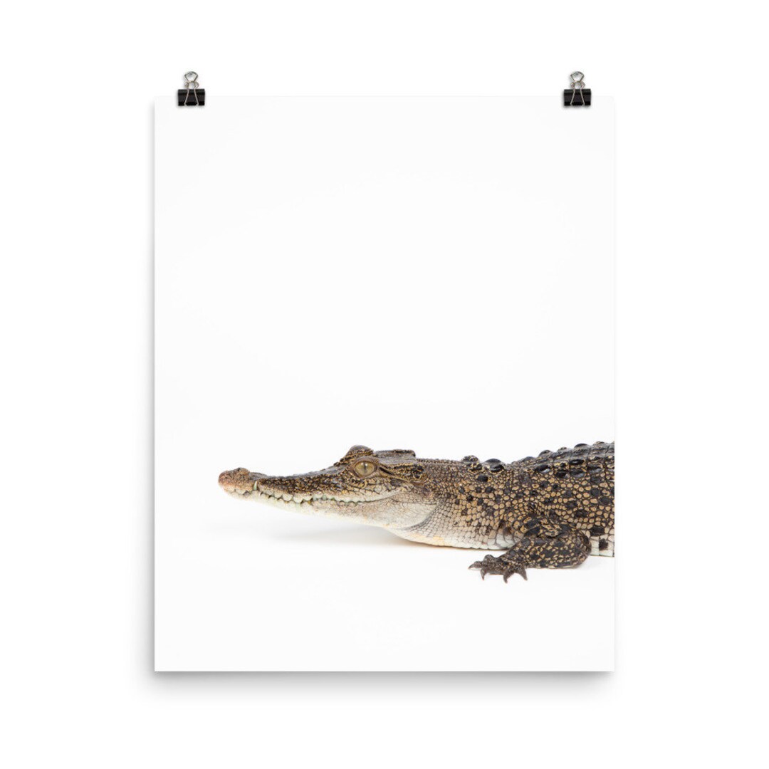 Crocodile Print, Kids Wall Art, Reptile, Printed & Shipped, Kids Room ...