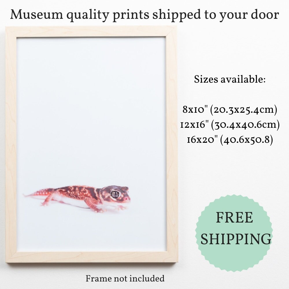 Gecko Poster Lizard Australian Animals Kids Room Art - Etsy