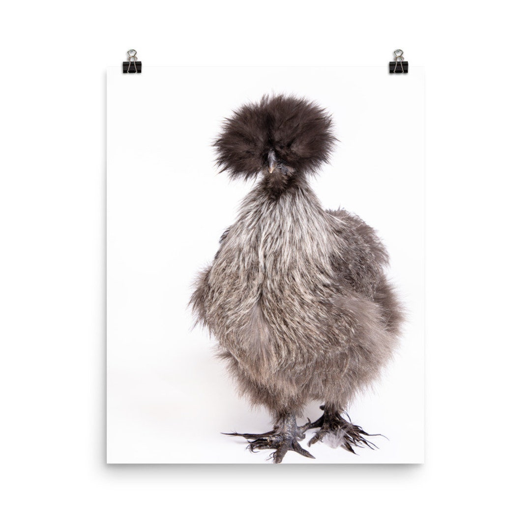 Grey Chicken Print, Farm Yard Animal, Bird, Nursery Art, Printed & Sent ...