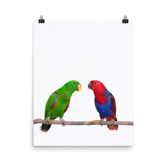 Eclectus Parrot Australian Bird Bird print kids wall art | Etsy