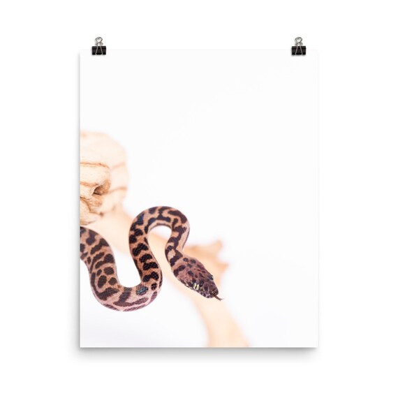 Spotted Python Snake Print Reptile Print Kids Wall Art - Etsy