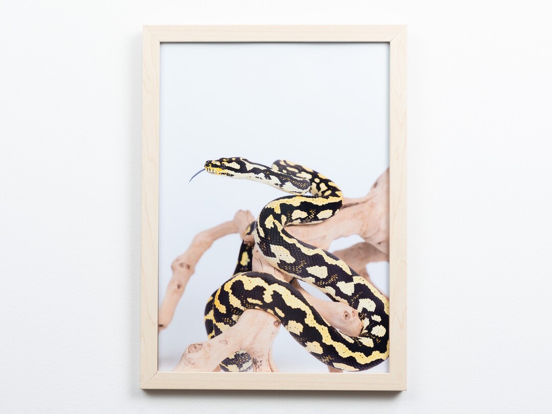 Black and Gold Jungle Python, Snake Print, Python Print, Kids Wall Art ...