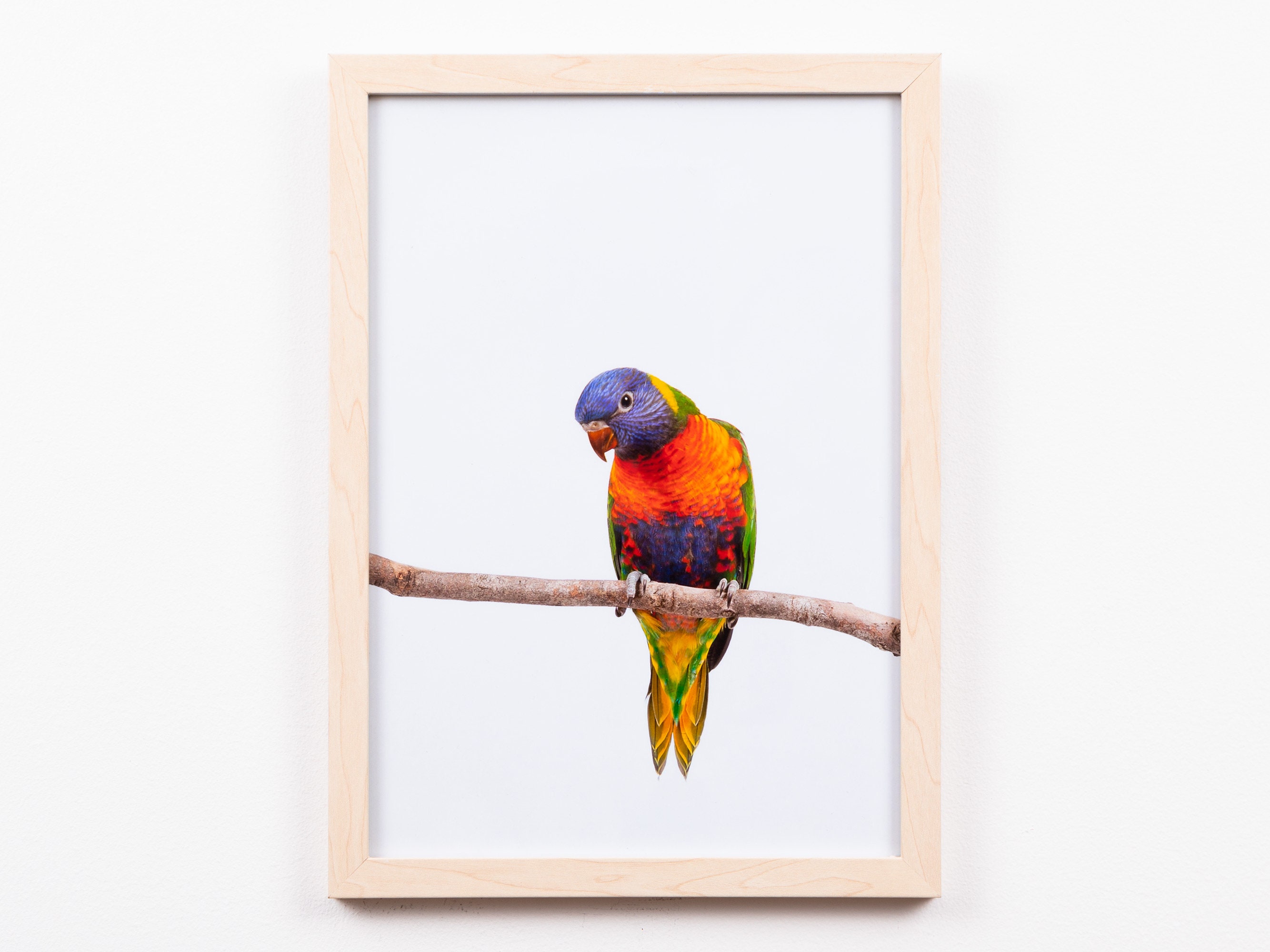 Rainbow Lorikeet, Australian Bird, Bird Print, Kids Wall Art, Digital ...