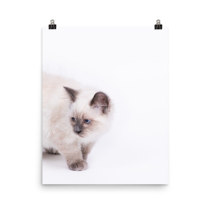 Kitten Photography - Etsy