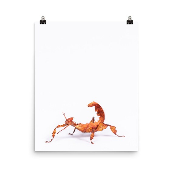 Stick Insect Print Insects Kids Wall Art Printed and | Etsy