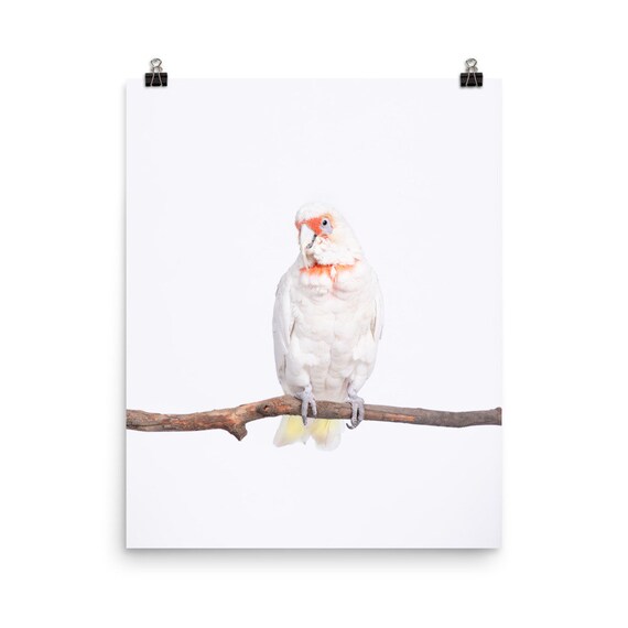 Long Billed Corella Print Australian Bird Bird Print | Etsy