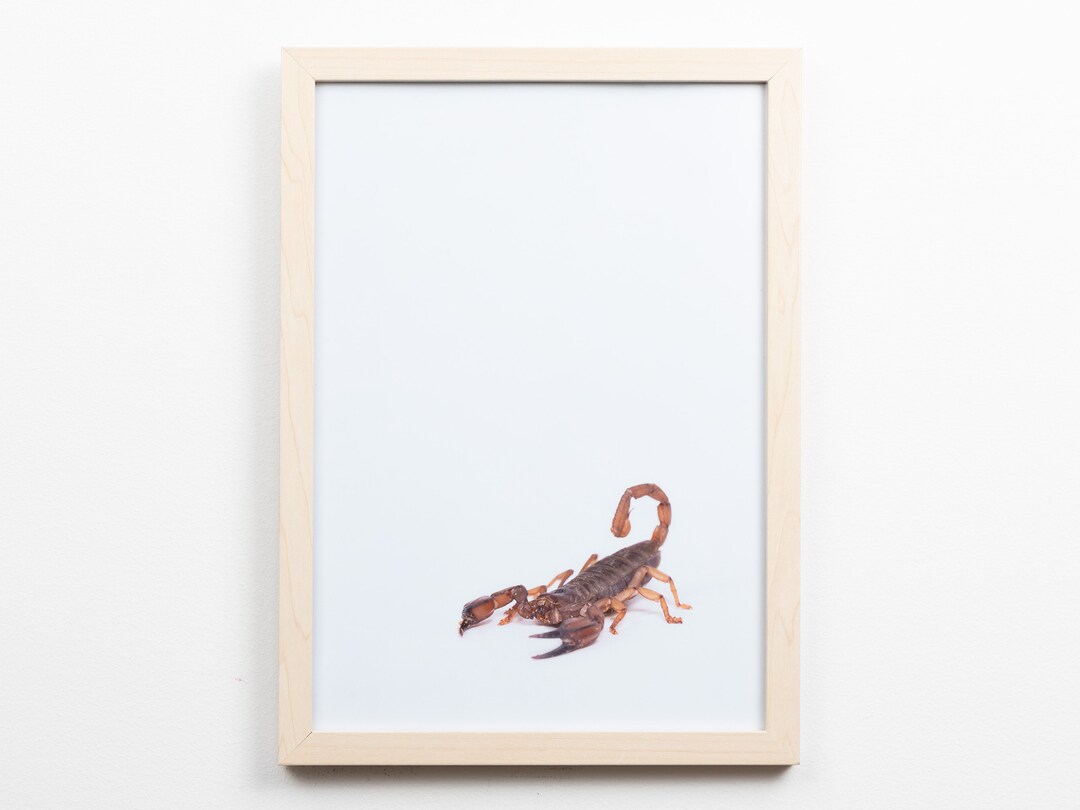 Scorpion Print, Scorpion Photo, Kids Wall Art, Digital Prints, Kids ...