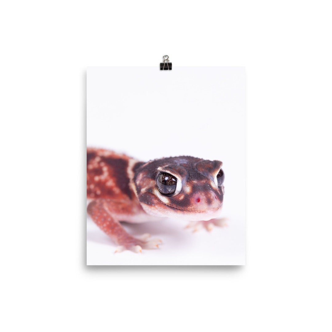 Smooth Knob-tailed Gecko, Lizard, Australian, Kids Wall Art, Shipped ...
