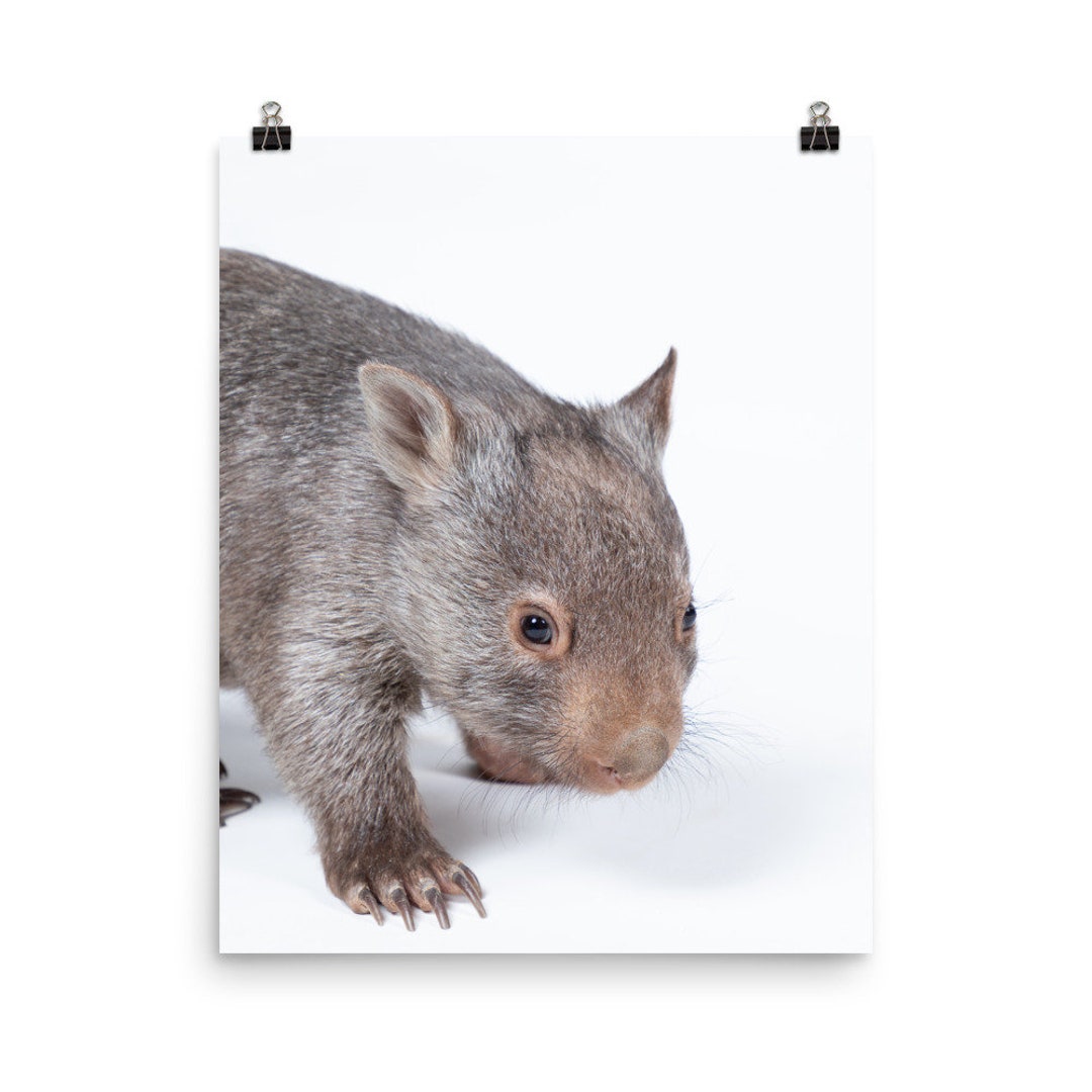 Wombat Print, Baby Wombat, Australian Animal, Kids Wall Art, Printed ...