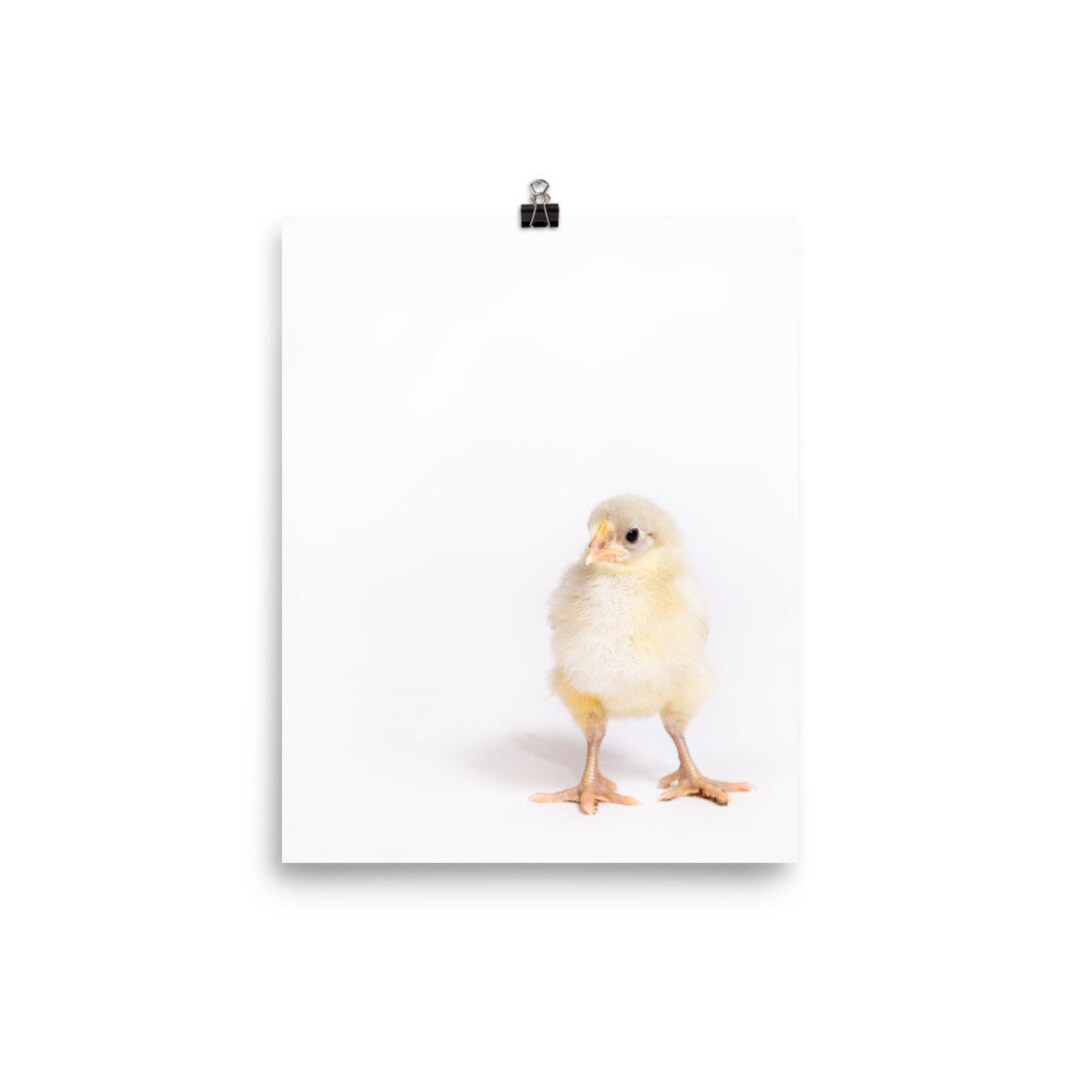 Baby Chicks Print, Kids Wall Art, Farm Yard Animal, Nursery Art ...
