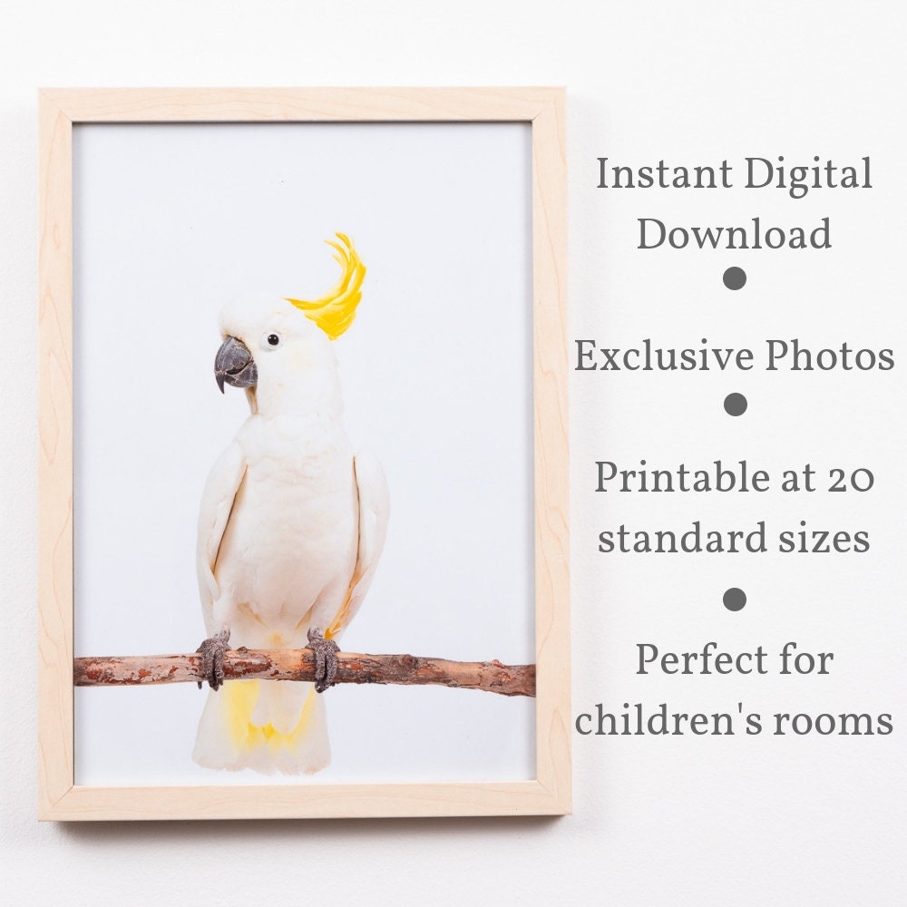 Australian Cockatoo Print, White Cockatoo Bird Print, Kids Wall Art ...