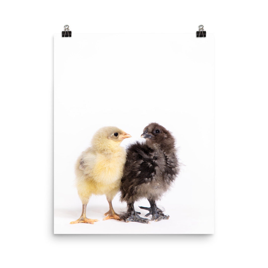 Baby Chicks Print Kids Wall Art Farm Yard Animal Nursery - Etsy